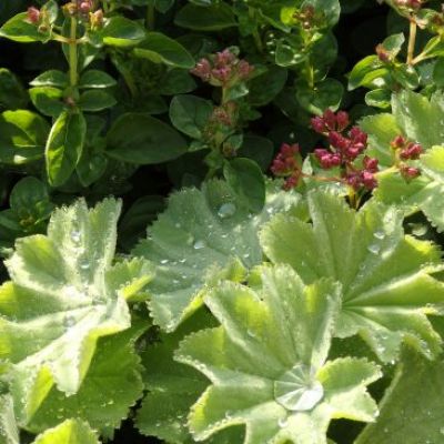 Sam Ovens - Award Winning Garden Designer based in Fowey Cornwall